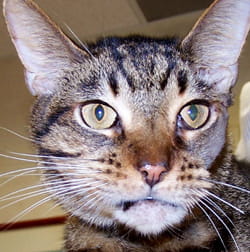 Oral Swellings in Cats | VCA Animal Hospital | VCA Canada Animal Hospitals