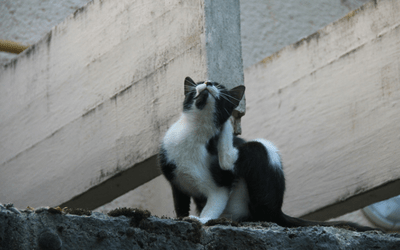 Miliary Dermatitis in Cats | VCA Animal Hospital