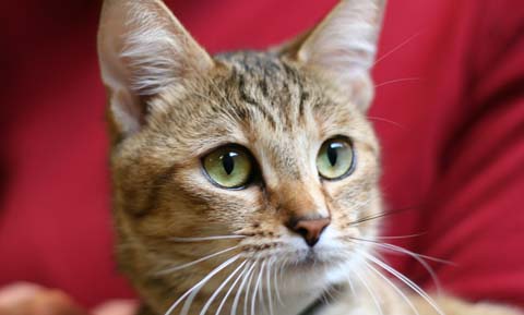 Do Cats See Color? | VCA Animal Hospitals