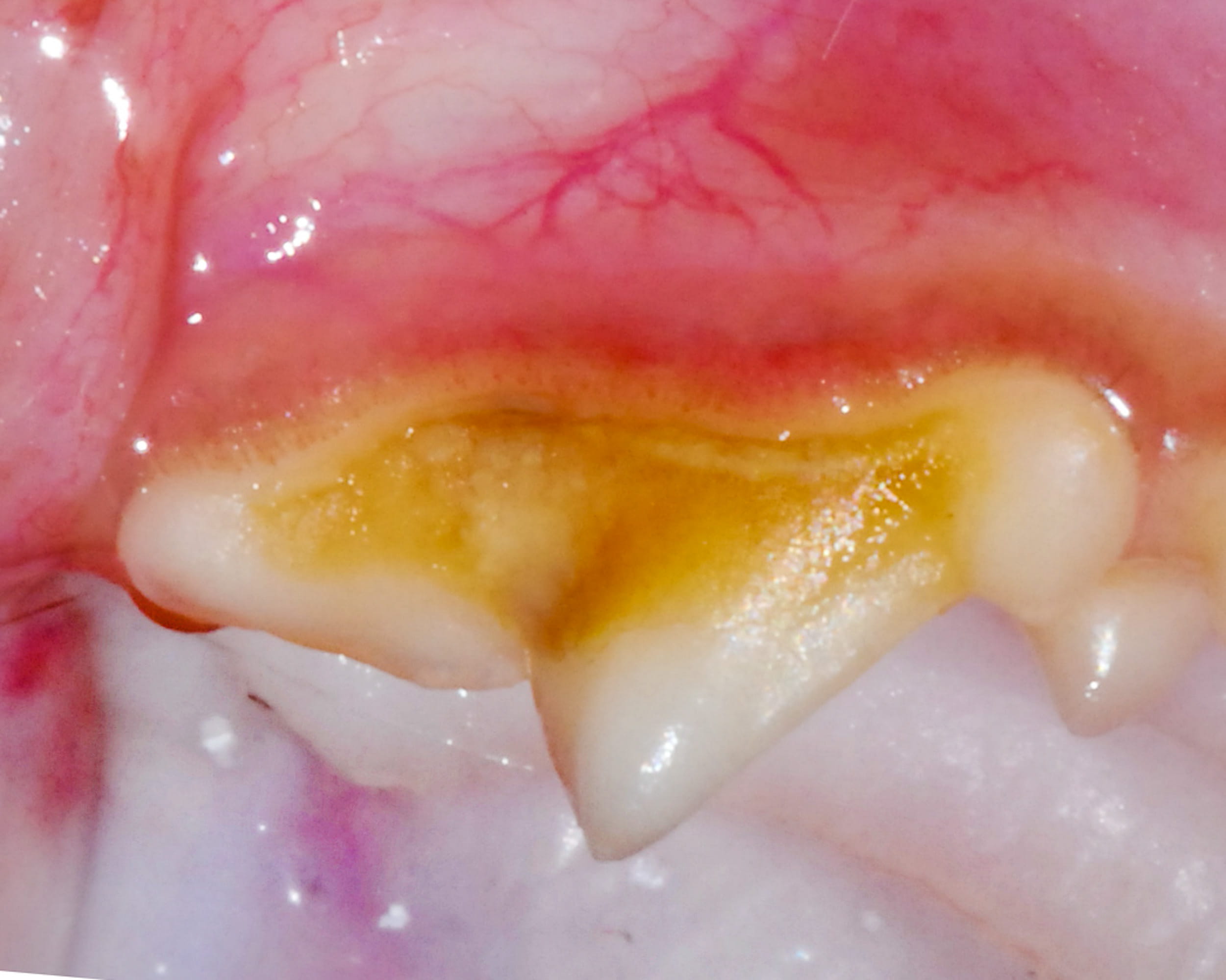 Gingivitis and Stomatitis in Cats | VCA Animal Hospital