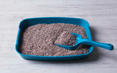 Urinary Tract Infections (UTIs) in Cats | VCA Animal Hospital