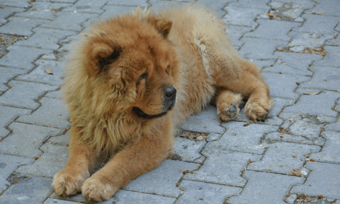 Pemphigus in Dogs | VCA Animal Hospital