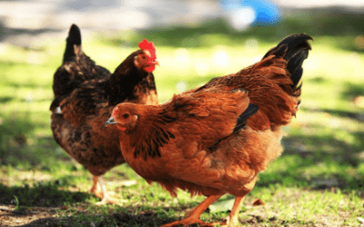 Egg Yolk Peritonitis in Backyard Chickens | VCA Animal Hospital