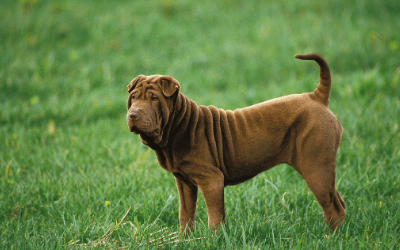 Shar-Pei Recurrent Fever Syndrome | VCA Canada Animal Hospitals