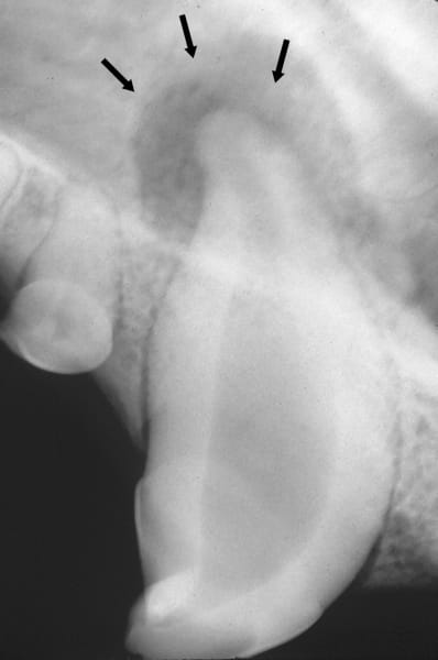 Tooth Root Abscess in Dogs | VCA Animal Hospital | VCA Animal Hospitals