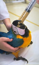 Nursing Care for Sick Pet Birds | VCA Animal Hospital | VCA Canada ...