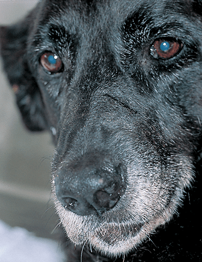 Oral Tumors in Dogs - An Overview | VCA Animal Hospital