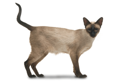 Siamese | VCA Animal Hospitals
