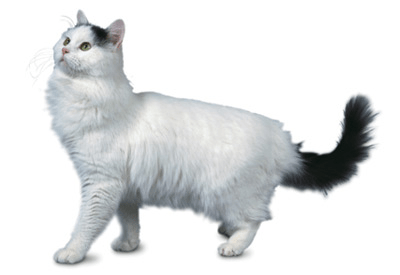 Turkish Van | VCA Canada Animal Hospitals