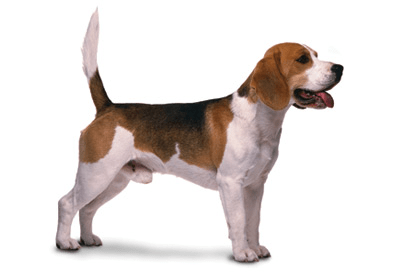 Beagle | VCA Canada Animal Hospitals