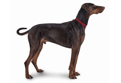 Doberman Pinscher | VCA Canada Animal Hospitals