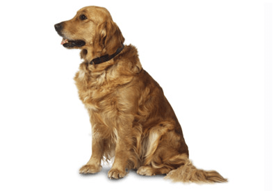 Golden Retriever | VCA Canada Animal Hospitals