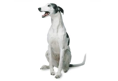 Greyhound | VCA Canada Animal Hospitals