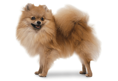 Pomeranian | VCA Canada Animal Hospitals