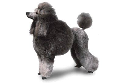 Standard Poodle | VCA Canada Animal Hospitals