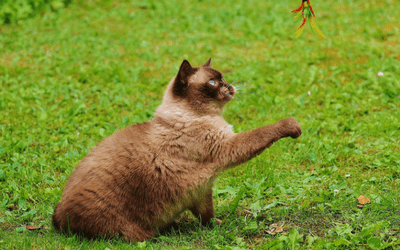 Feline Idiopathic Cystitis | VCA Animal Hospital