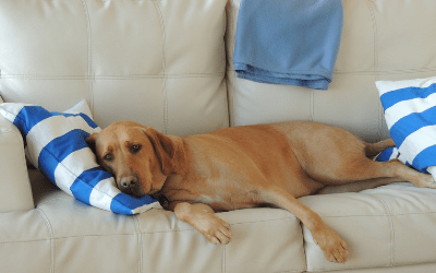 Cyanosis in Dogs | VCA Animal Hospital