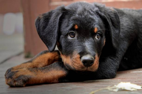 Protein-Losing Enteropathy (PLE) in Dogs | VCA Animal Hospital