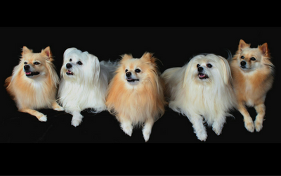 Genetics Basics - Modes of Inheritance | VCA Animal Hospital