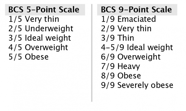Body Condition Scores | VCA Animal Hospital