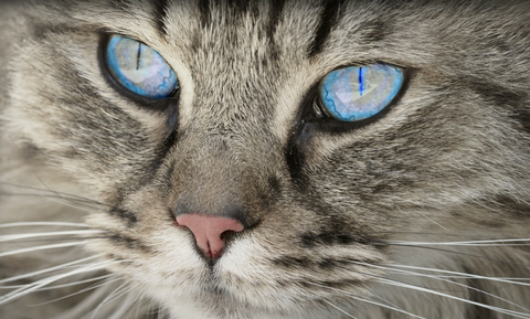Eosinophilic Keratitis in Cats | VCA Animal Hospital
