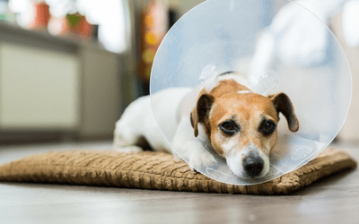 Total Ear Canal Ablation and Bulla Osteotomy (TECA-BO) | VCA Animal ...