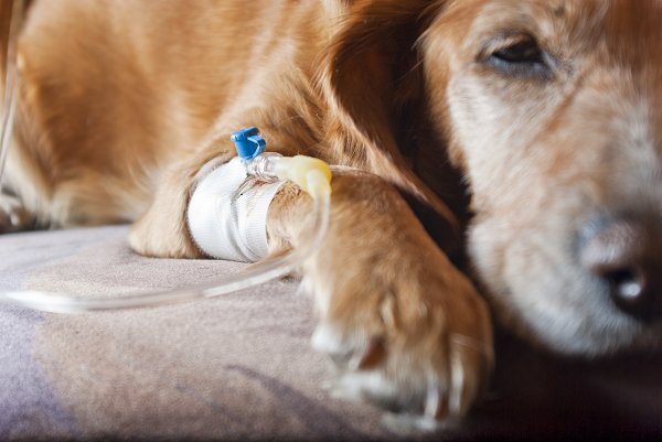Botulism in Dogs | VCA Animal Hospital