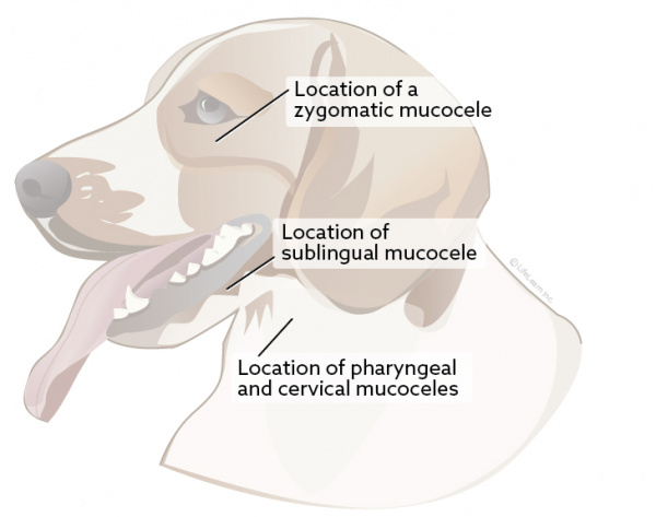What Causes A Dogs Salivary Gland To Swell What Causes A Dogs Salivary Gland To Swell