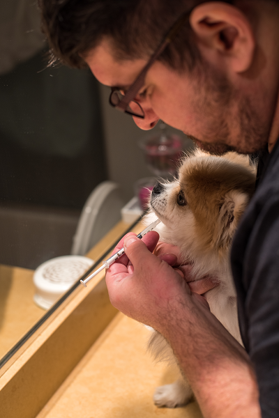 Dexmedetomidine | VCA Animal Hospital