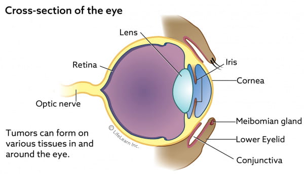 Eyelid, Conjunctival, and Peri-ocular Tumors | VCA Animal Hospital
