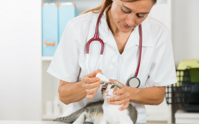 Uveitis in Cats | VCA Animal Hospital