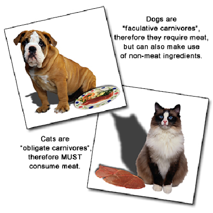 Nutrition - Home Made Diets | VCA Animal Hospital