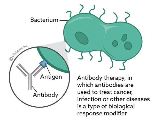 Biological Response Modifiers | VCA Animal Hospital