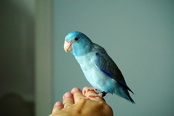 Leg Bands and Identification for Birds | VCA Animal Hospital
