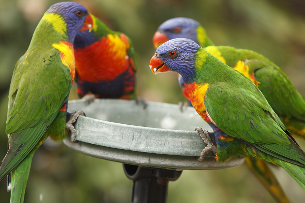 Lories and Lorikeets - General | VCA Animal Hospital