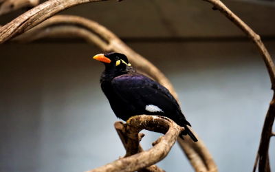 Feeding Pet Mynah Birds | VCA Animal Hospital