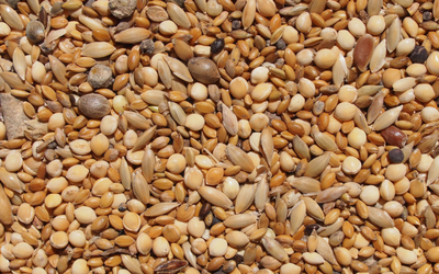 Feeding Pigeons and Doves | VCA Animal Hospital