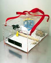Transporting Your Bird - Car and Air Travel | VCA Animal Hospital