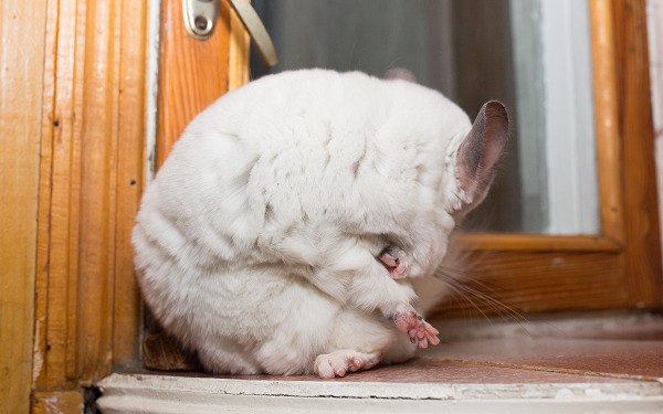Chinchillas - Health Conditions | VCA Animal Hospital