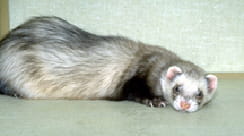 Gastrointestinal Diseases in Ferrets | VCA Animal Hospital