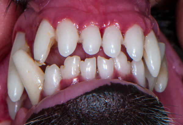 Malocclusions in Dogs - When Teeth Are Malaligned | VCA Animal Hospital