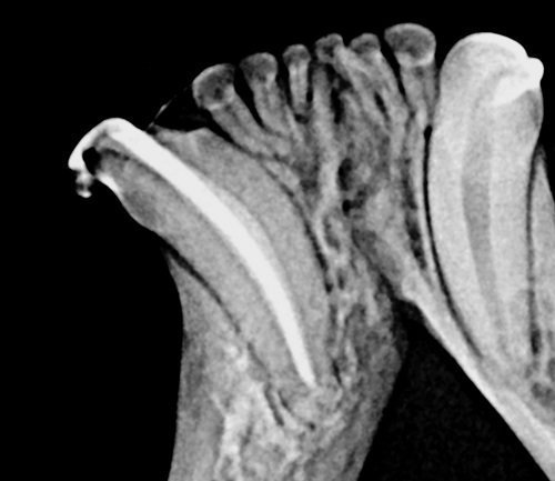 Tooth Root Abscess in Cats | VCA Animal Hospital