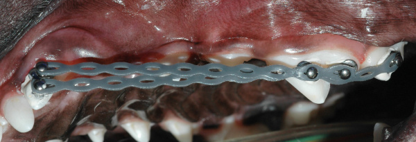 What You Can do for a Dog with Misalignment of Teeth (Malocclusion ...