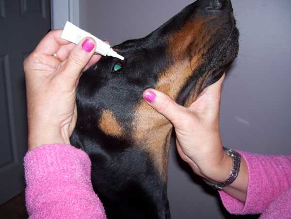 Atropine Sulfate Ophthalmic Preparations | VCA Animal Hospital